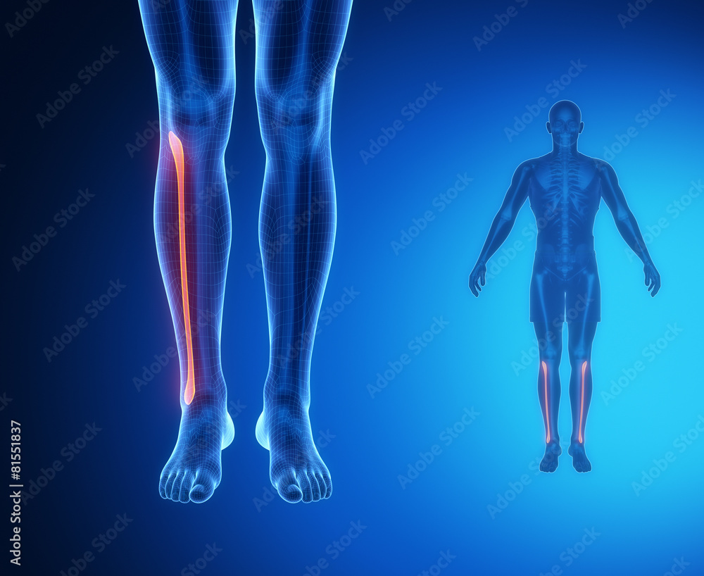 FIBULA bone anatomy x-ray scan ilustración de Stock | Adobe Stock