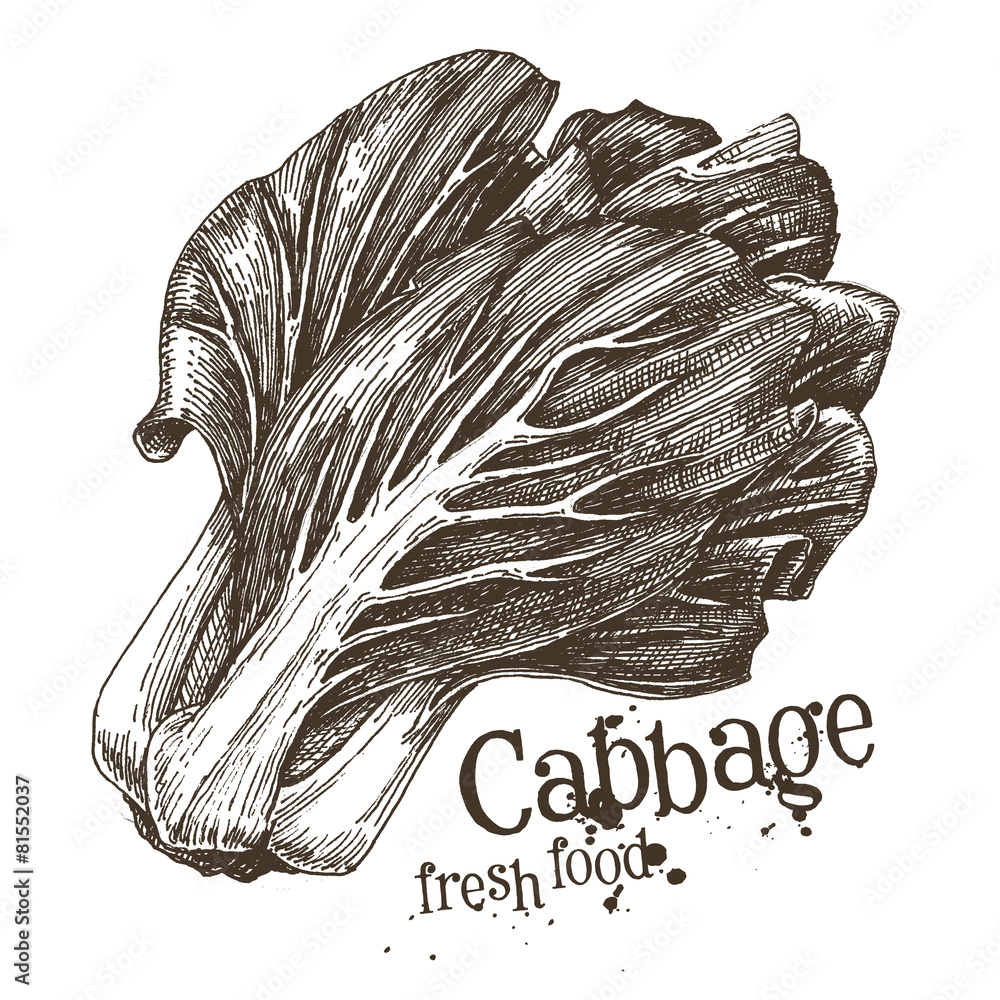cabbage vector logo design template. fresh vegetables, food or Stock ...