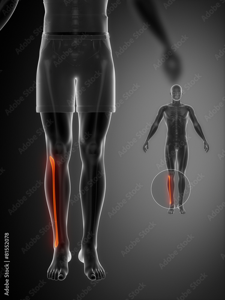 FIBULA black x--ray bone scan Stock Illustration | Adobe Stock