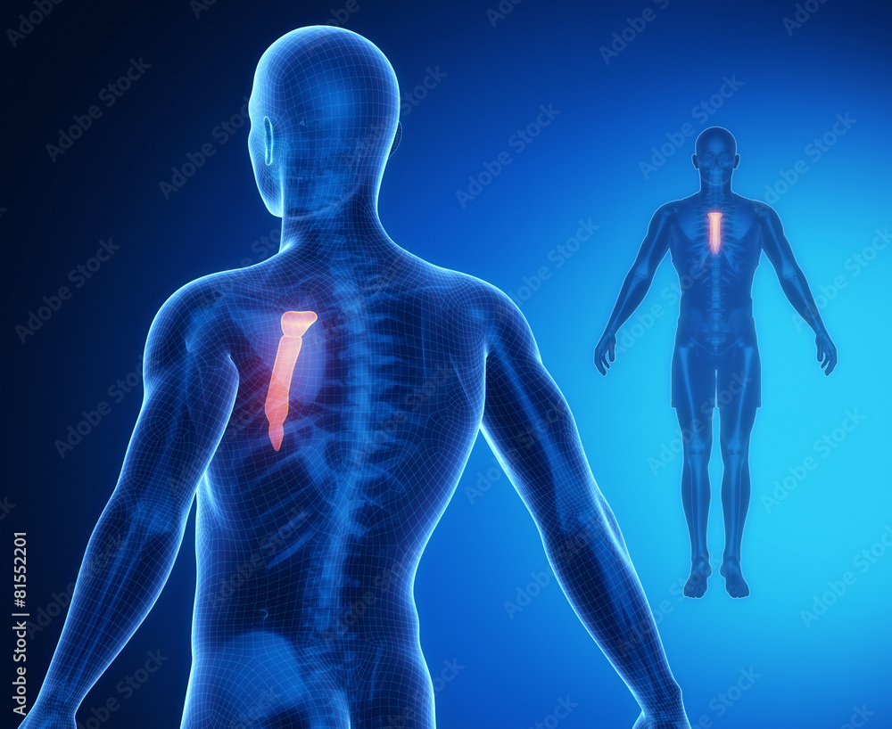 STERNUM bone anatomy x-ray scan Stock Illustration | Adobe Stock