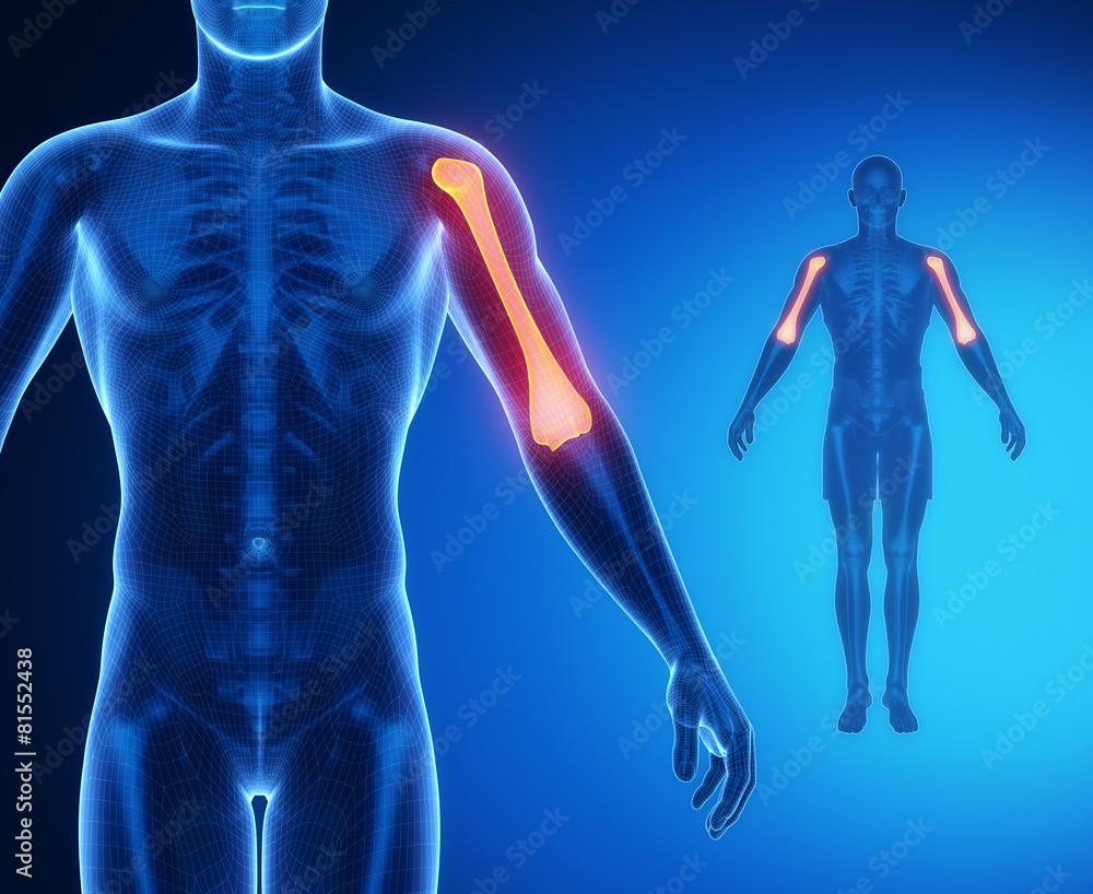 HUMERUS bone anatomy x-ray scan Stock Illustration | Adobe Stock