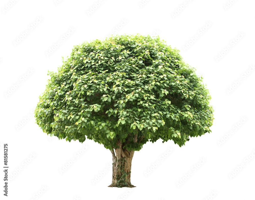 big tree, isolated on white background Stock Photo | Adobe Stock