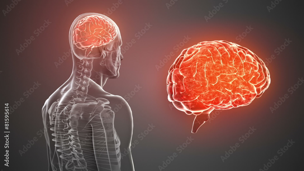 Revolving body with visible brain and skeleton Stock Video | Adobe Stock