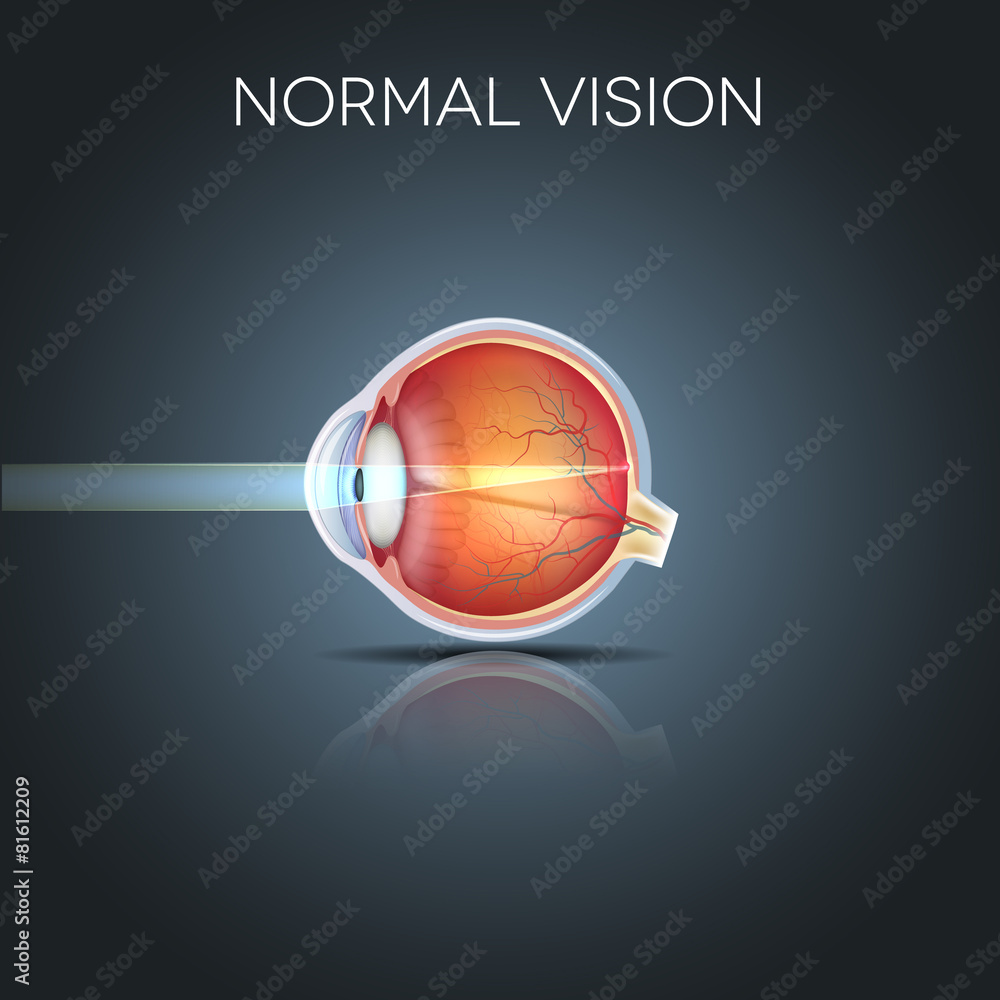 Normal eye vision, detailed anatomy of the healthy eye Stock Vector ...