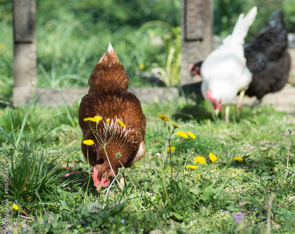 Poules Stock Photo | Adobe Stock