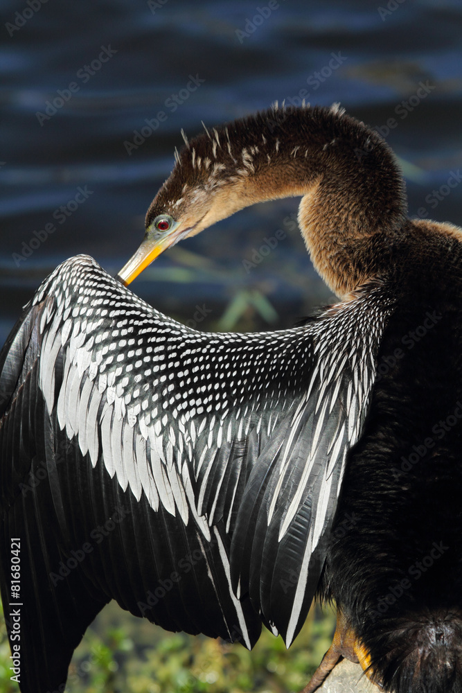 Anhinga in profile with its bill under its wing, preening. Stock-Foto ...