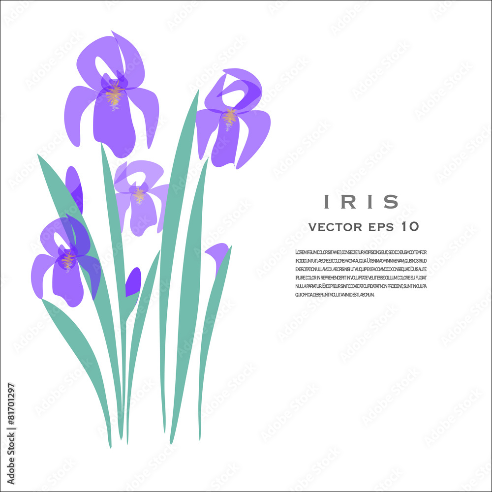 Iris Spring Flower Vector Stock Vector | Adobe Stock