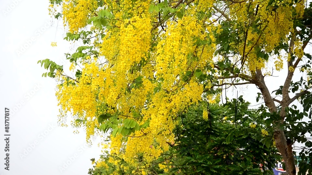 Wind with Cassia fistula known as the golden shower tree vídeo de Stock | Adobe Stock