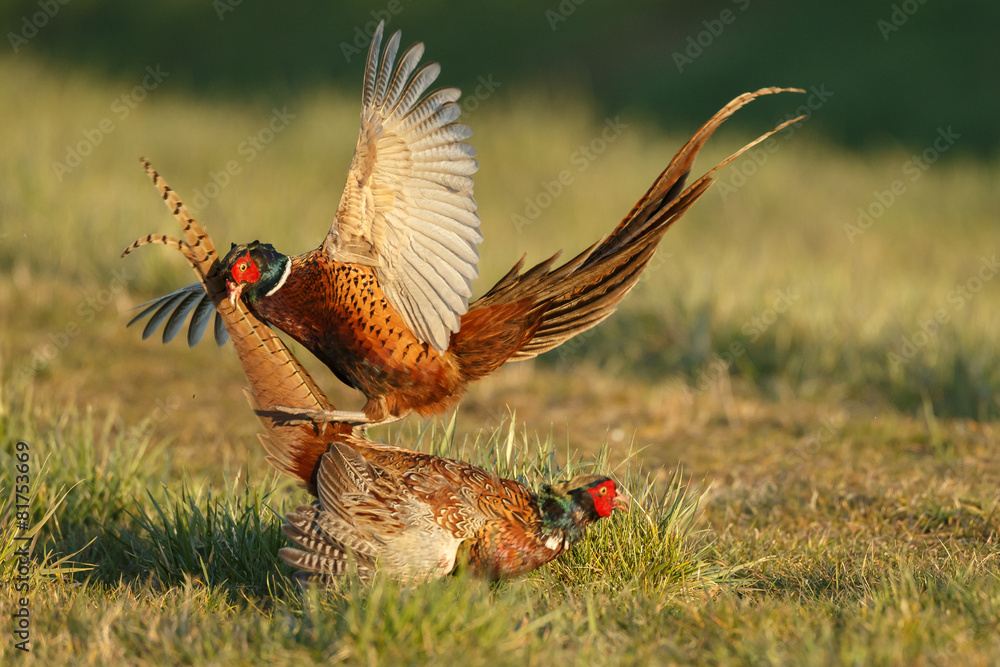 Pheasant males are fighting in during mating season Stock Photo | Adobe ...