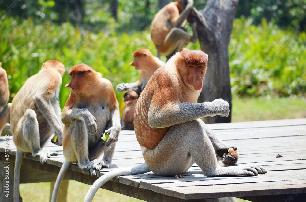 Proboscis monkeys endemic of Borneo island in Malaysia Stock Photo ...