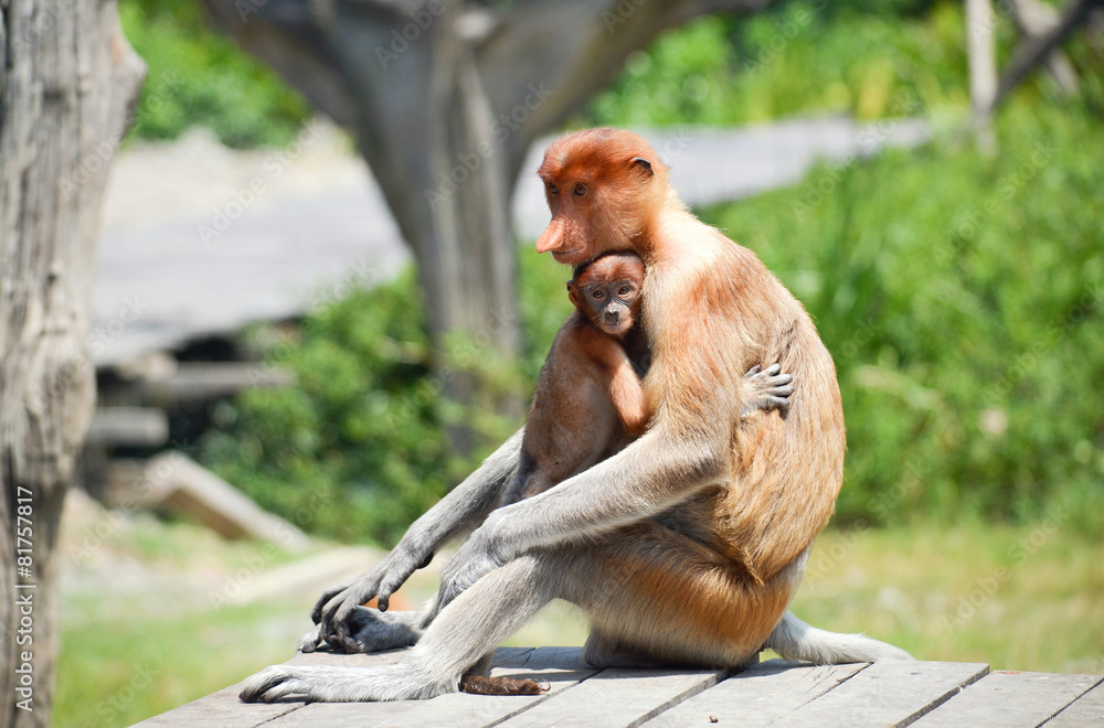 Proboscis monkey endemic of Borneo island in Malaysia Stock Photo ...