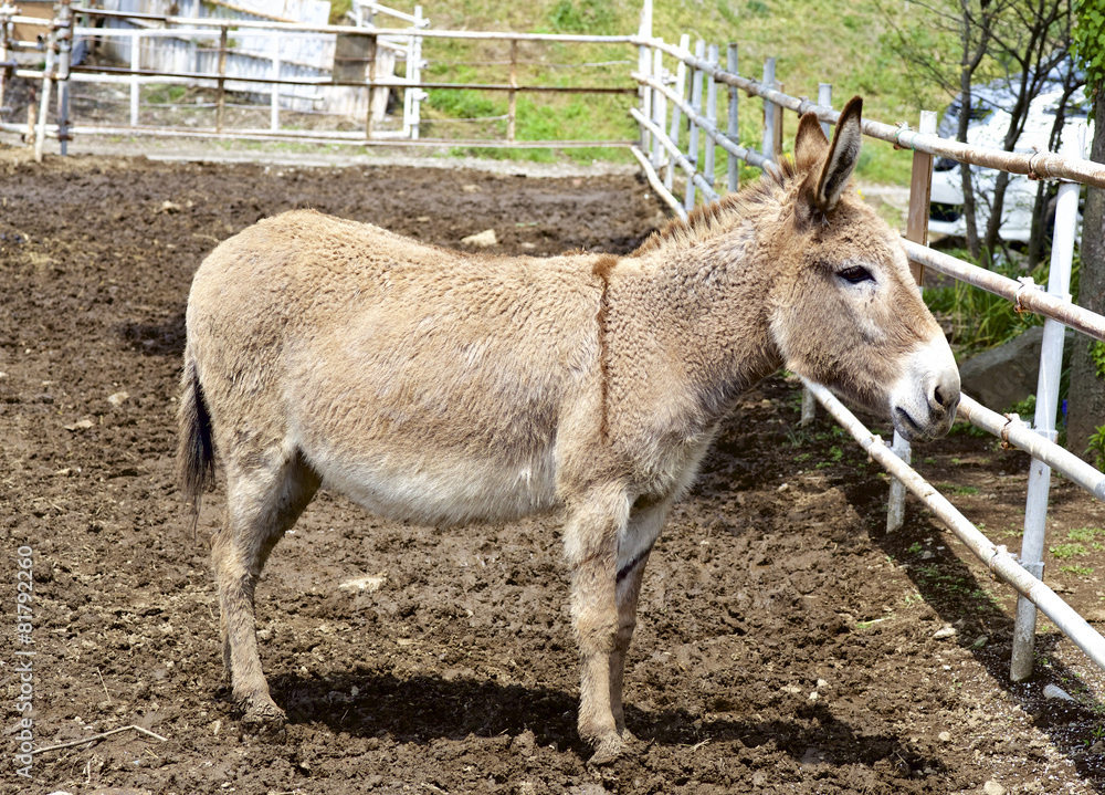 Donkey Stock Photo | Adobe Stock