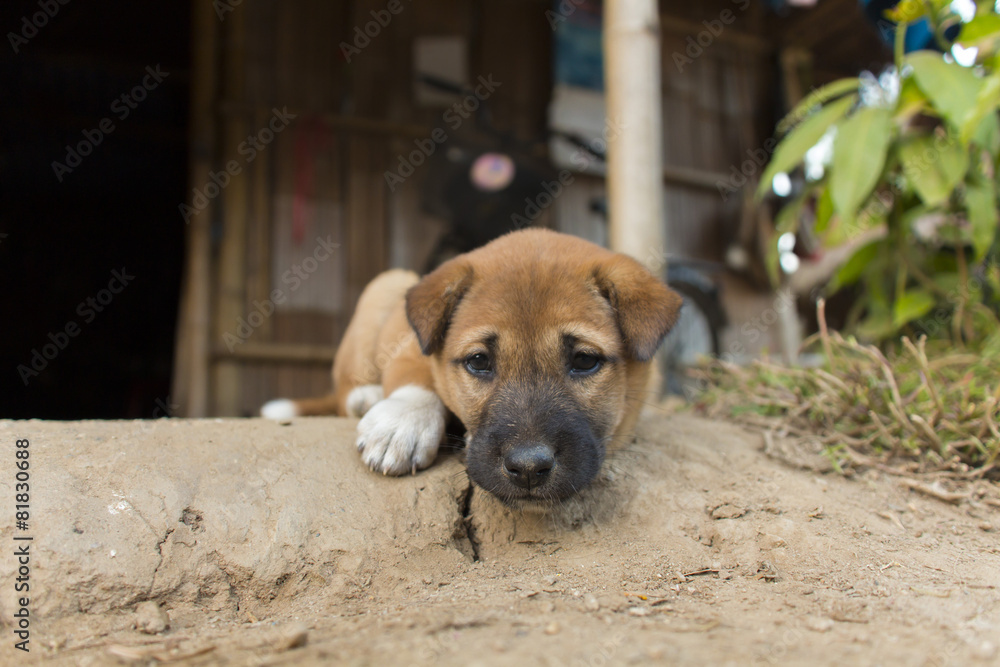 the tribe dog Stock Photo | Adobe Stock