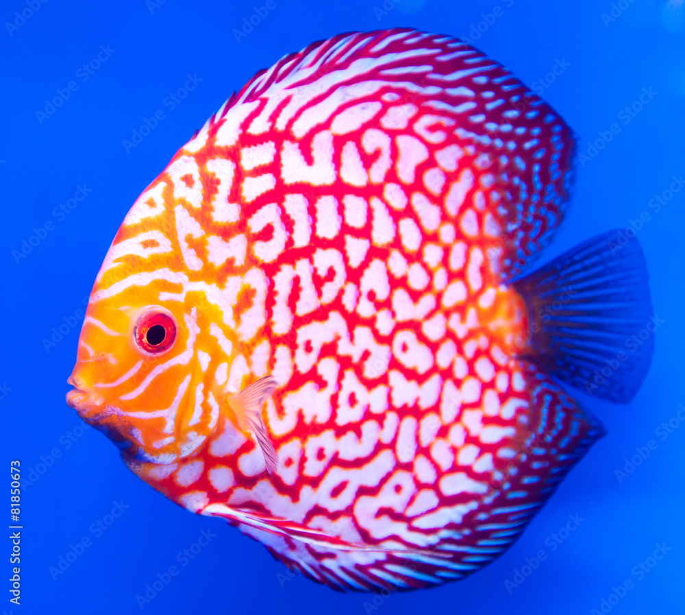 Blue Checkerboard Discus