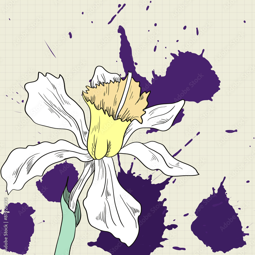 Drawing of narcissus, vector illustration Stock Vector | Adobe Stock