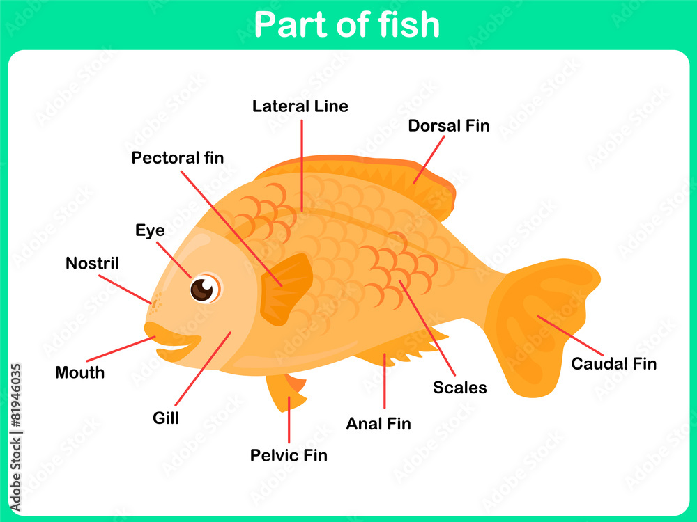 Leaning Parts Of Fish For Kids Worksheet Stock Vector Adobe Stock Leaning Parts Of Fish For Kids Worksheet Stock Vector Adobe Stock