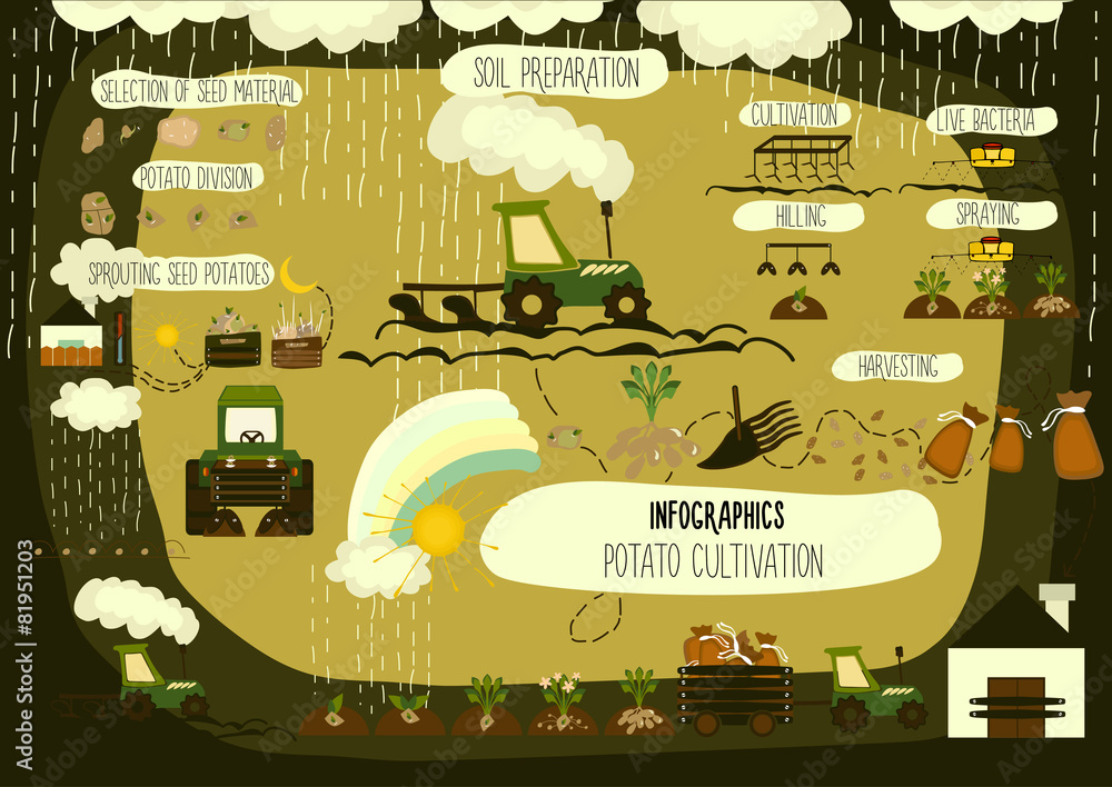 Potato cultivation, infographics Stock Vector | Adobe Stock