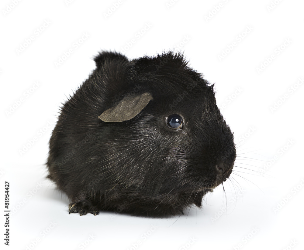 black Guinea pig Stock Photo | Adobe Stock