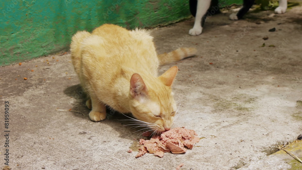 Yellow Alley Cat eating canned food on a sidewalk. Stock Video | Adobe ...