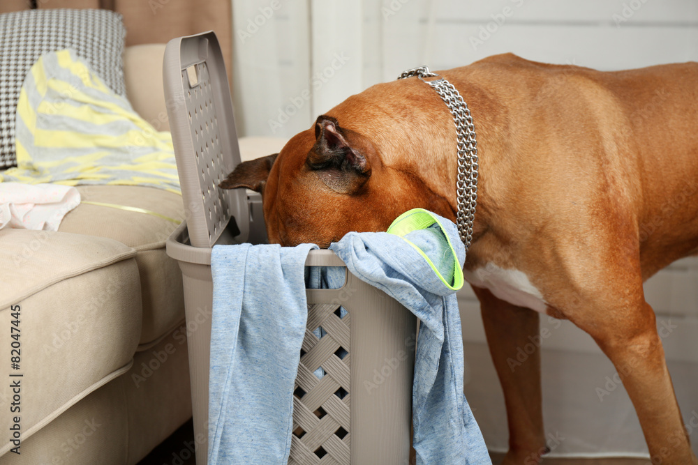 Dog demolishes clothes in messy room Stock Photo | Adobe Stock