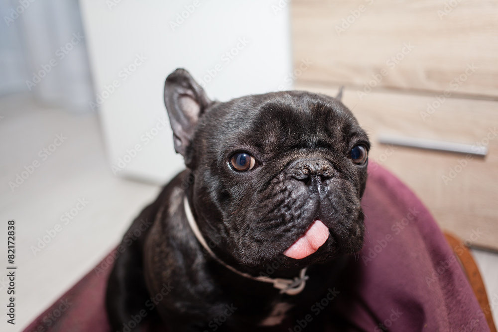 Tired French Bulldog