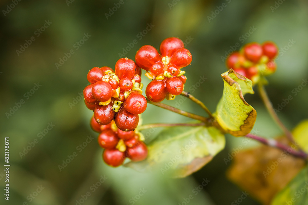 Red - orange round berries of Etruscan Honeysuckle fruits, also known ...