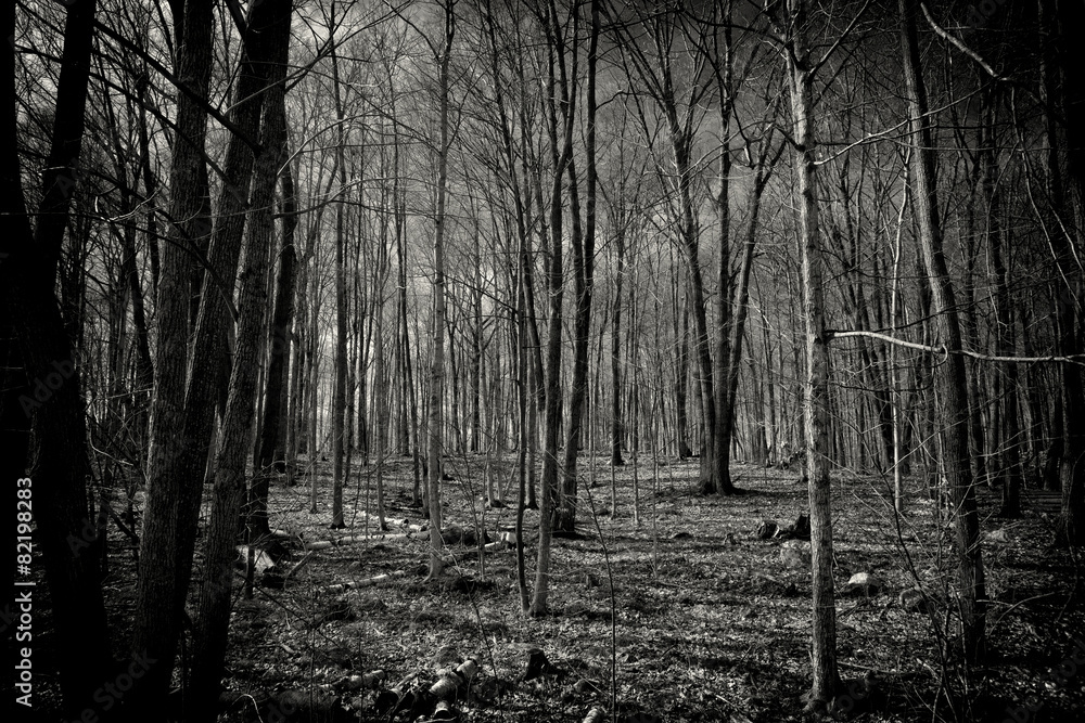 Creepy Dead Forest