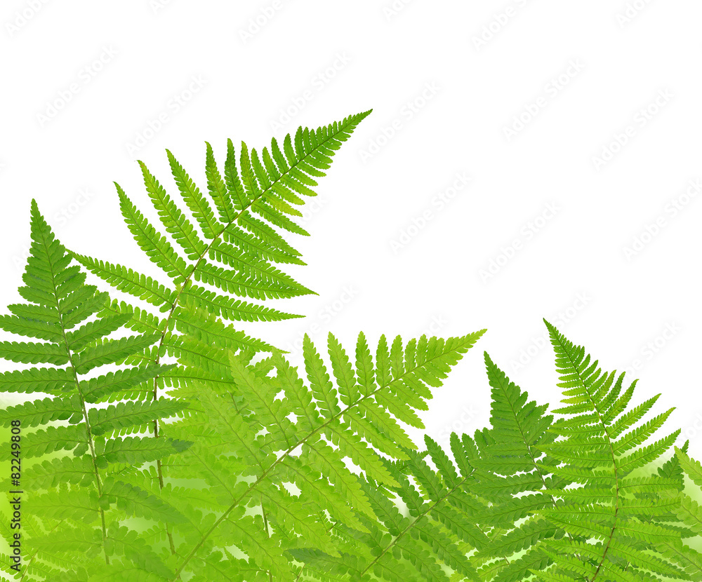 Fern isolated on white background Stock Photo | Adobe Stock
