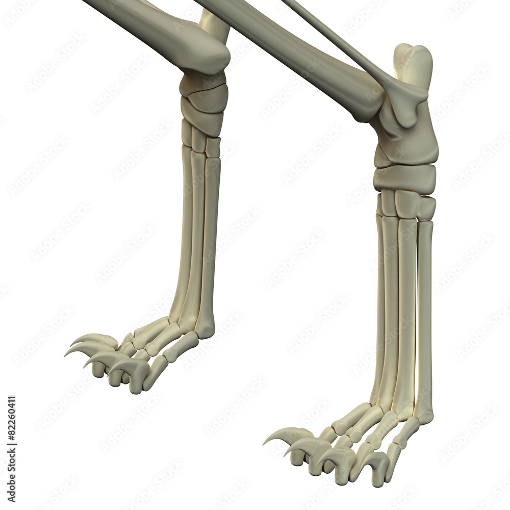 Cat Front Legs Anatomy Bones Stock Illustration | Adobe Stock