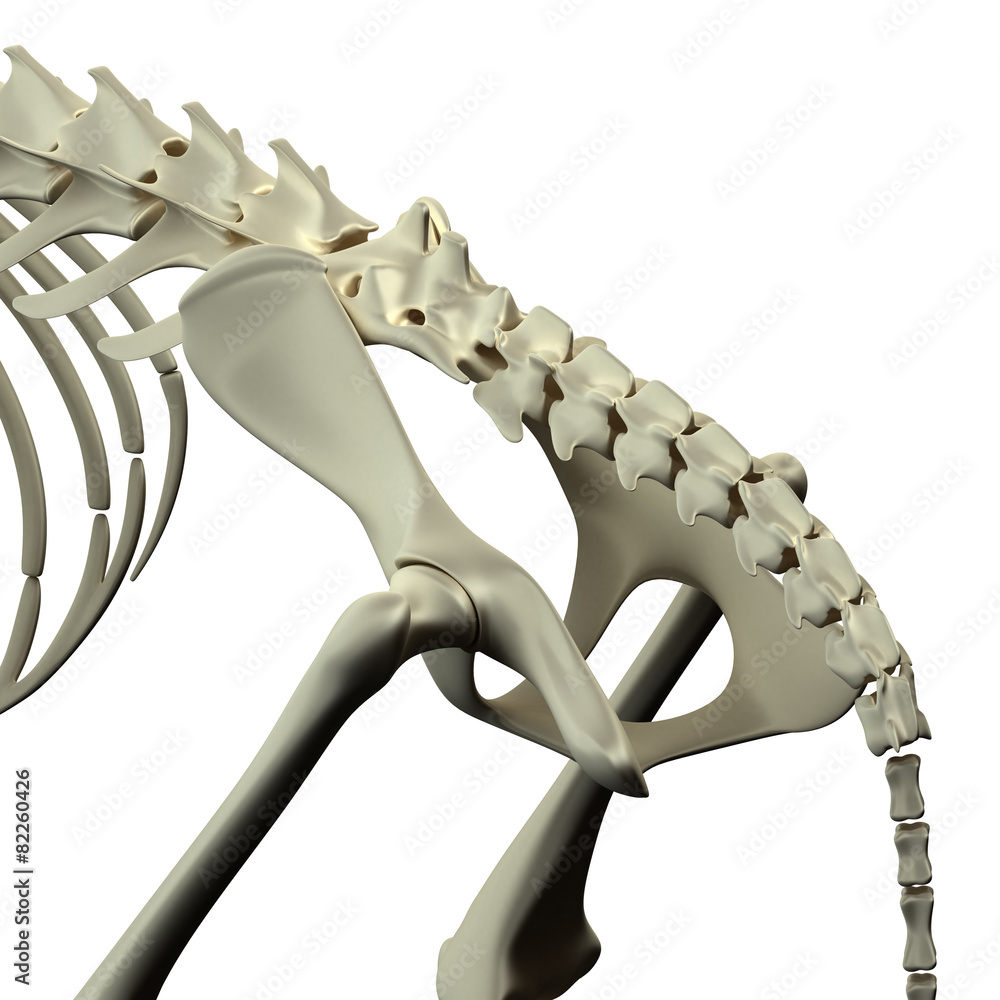 Cat Pelvis Hip Anatomy Anatomy Of A Cat Pelvis Hip Stock Illustration Adobe Stock