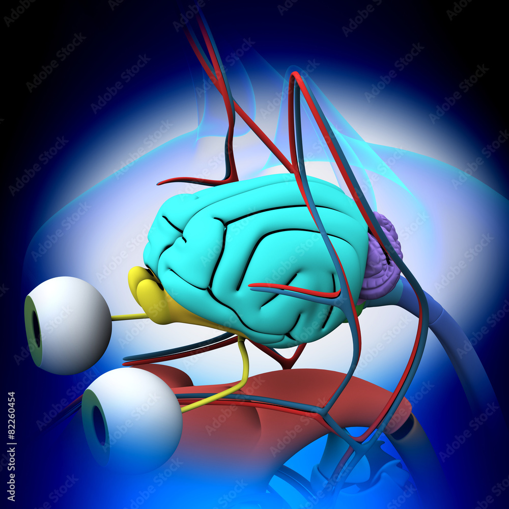 Cat Brain Anatomy - Anatomy of a Cat Brain Stock Illustration | Adobe Stock