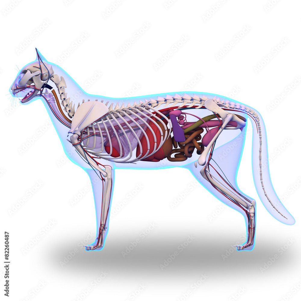 Cat Anatomy - Internal Anatomy of a Cat Stock Illustration | Adobe Stock