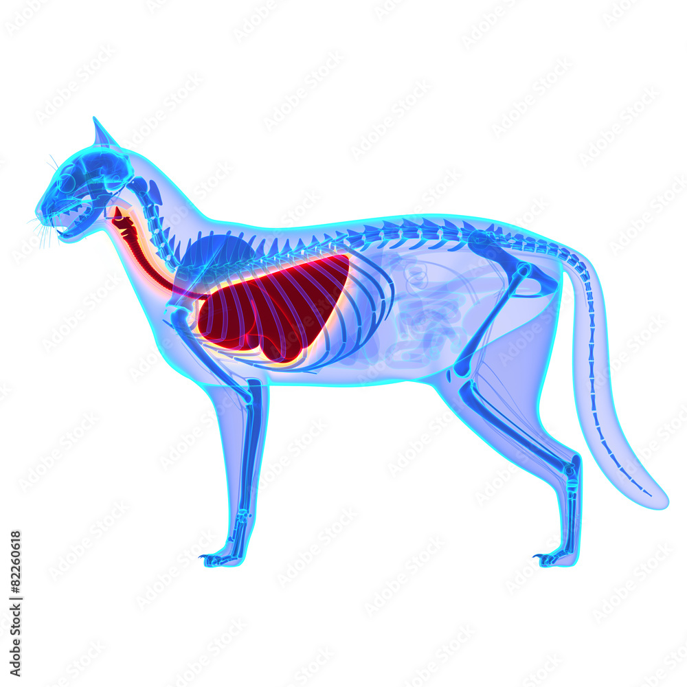 Cat Thorax / Lungs Anatomy - Felis Catus Anatomy - isolated on w Stock ...