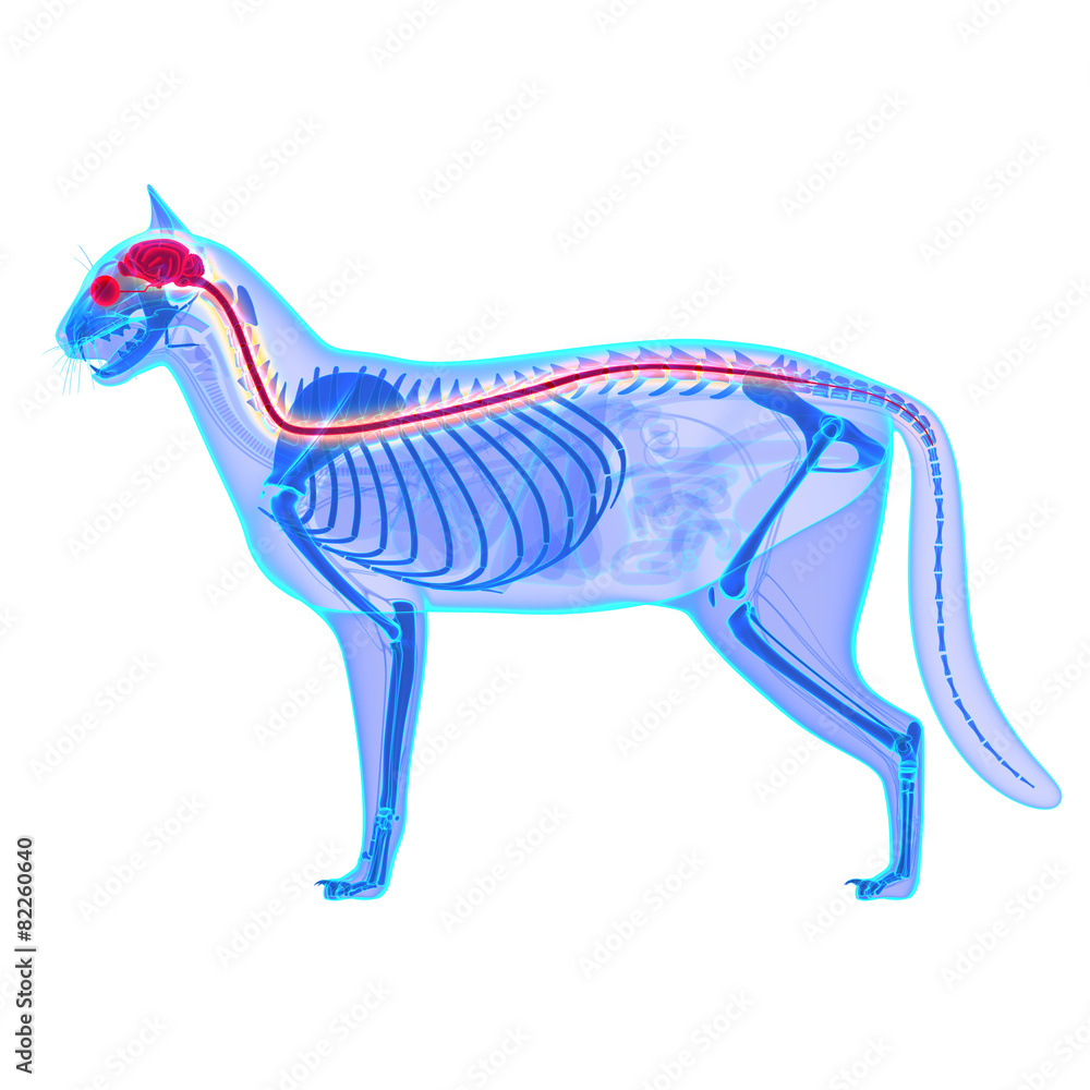 Cat Nervous System - Felis Catus Anatomy - isolated on white ...