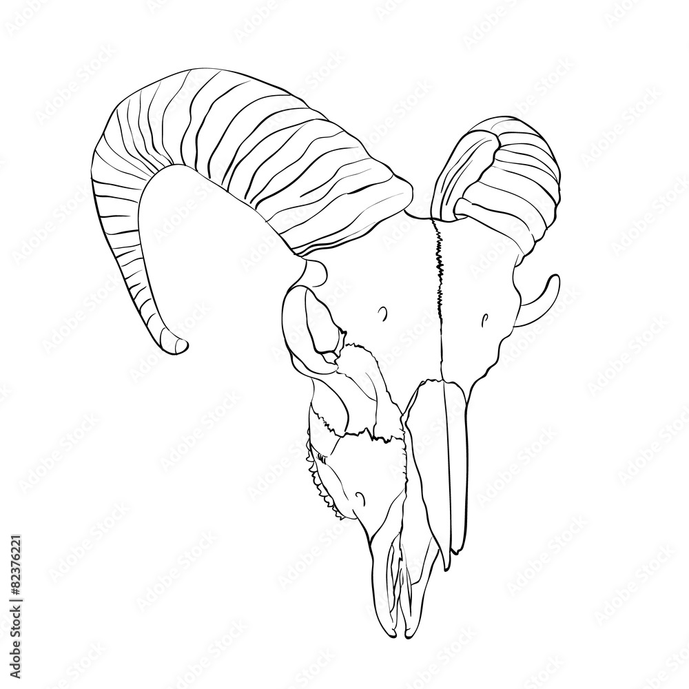 Ram skull sketch, vector illustration Stock Vector | Adobe Stock