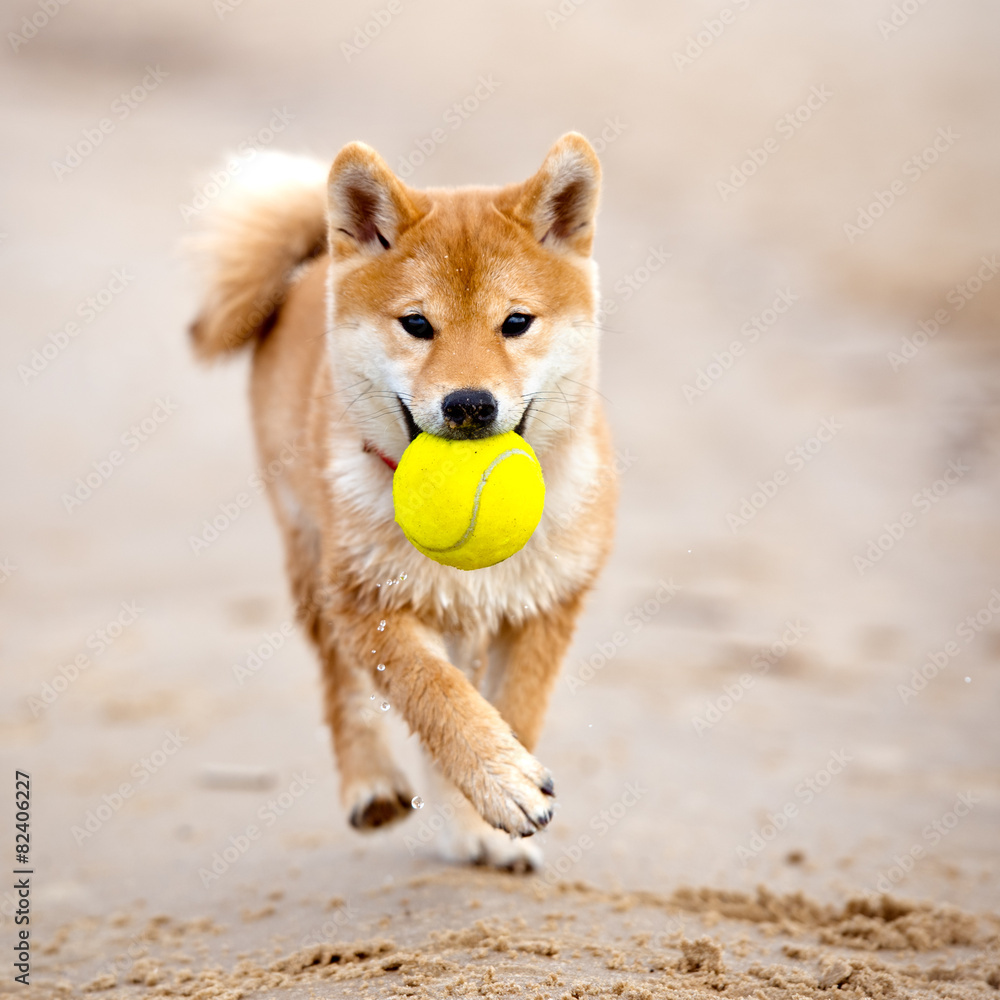 shiba-inu puppy carrying a tennis ball Stock Photo | Adobe Stock