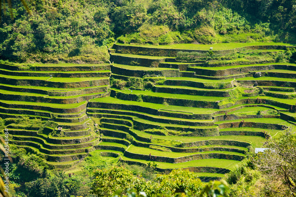Rice terraces in the Philippines. Rice cultivation in the North Stock ...