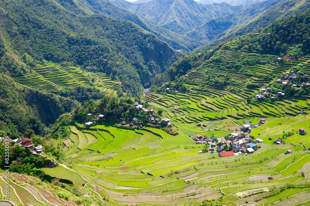 Rice terraces in the Philippines. The village is in a valley amo Stock ...