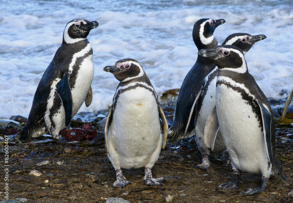 Manchot de Magellan Stock Photo | Adobe Stock