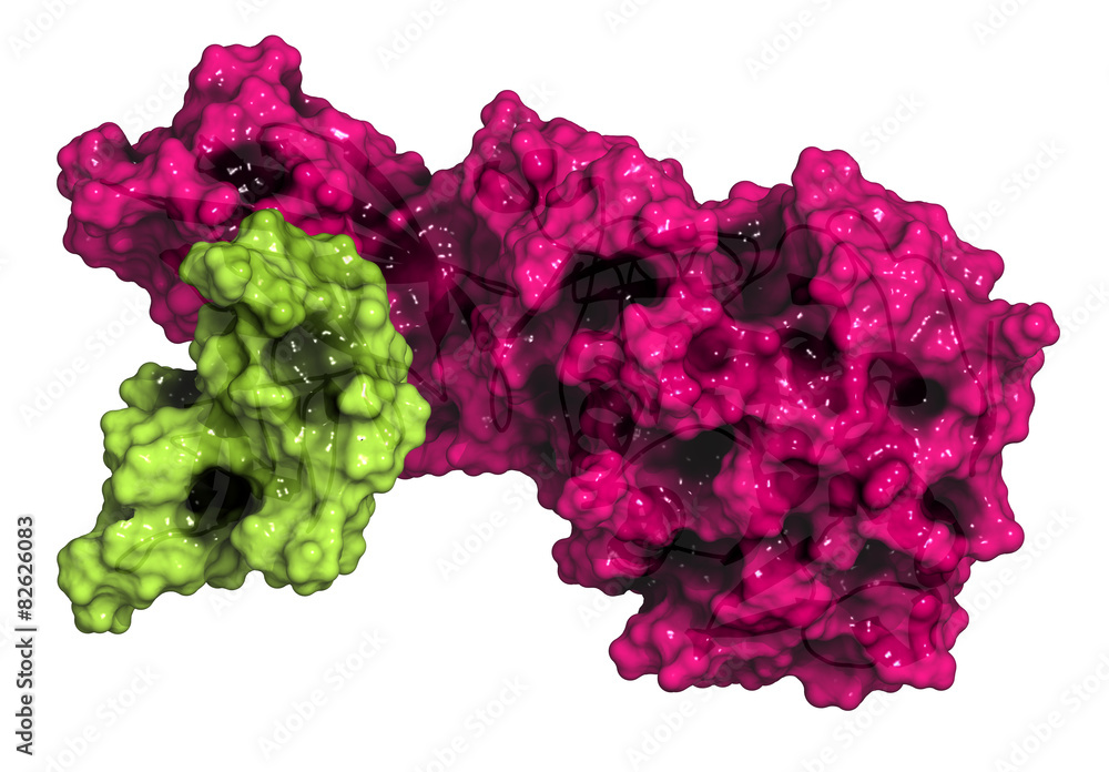 Human pancreatic lipase (HPL) enzyme, in complex with colipase. Stock ...