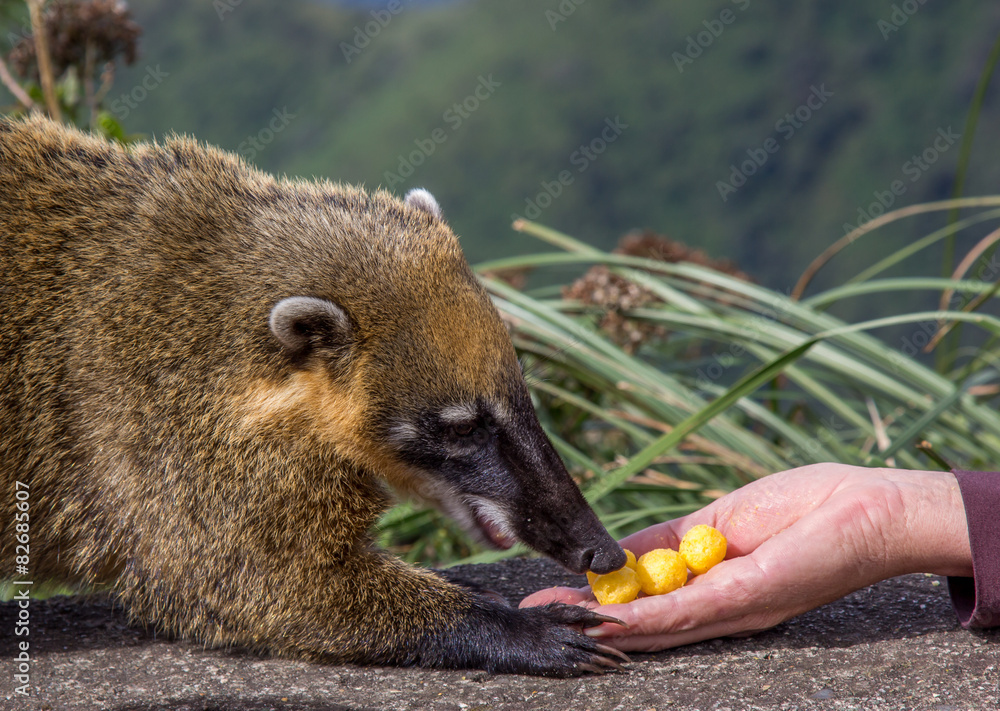 Foto de Quati alimentando-se na mão do Stock | Adobe Stock