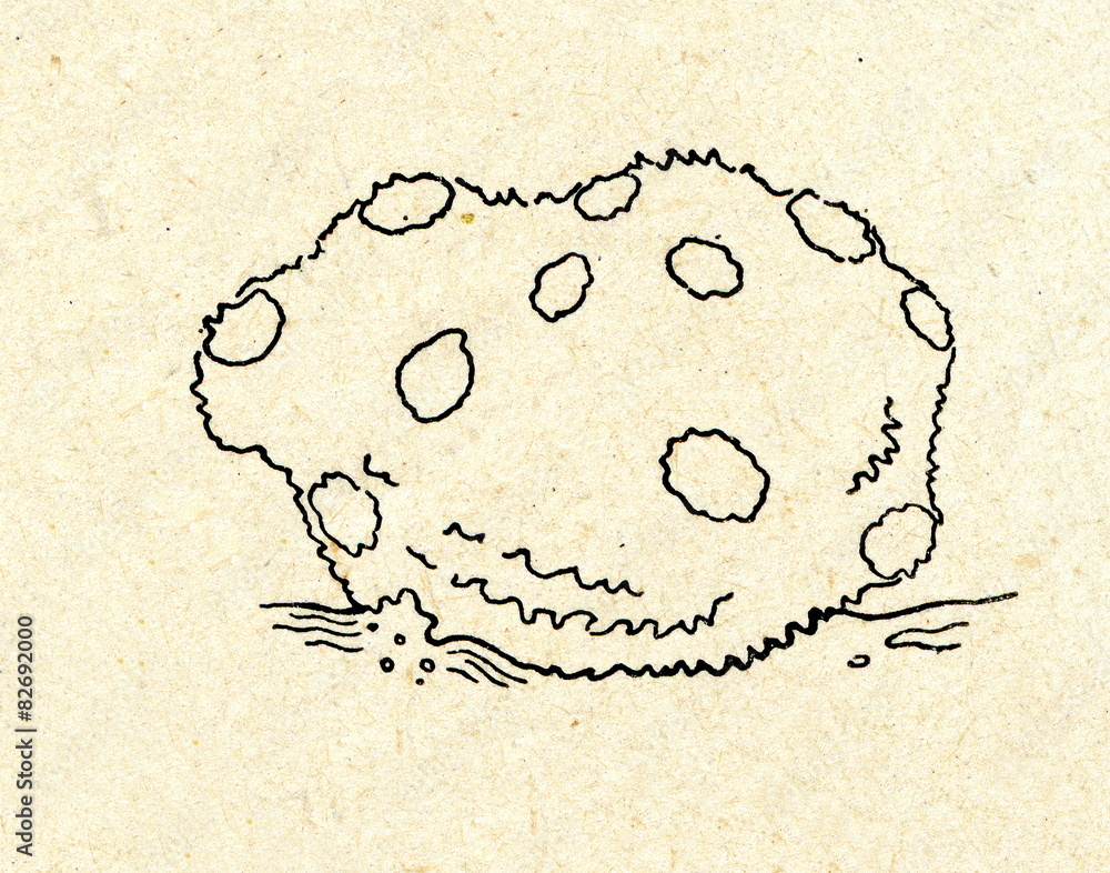 Bath sponge (Spongia officinalis) Stock Illustration | Adobe Stock