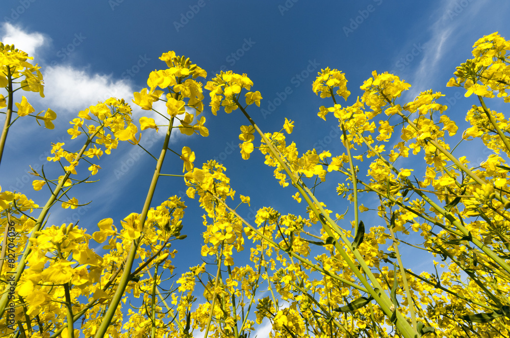 Raps Stock Photo | Adobe Stock