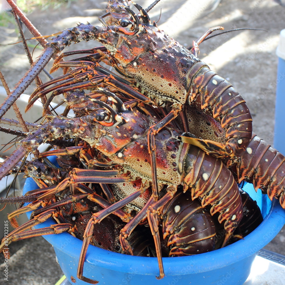 Belles langoustes Photos | Adobe Stock