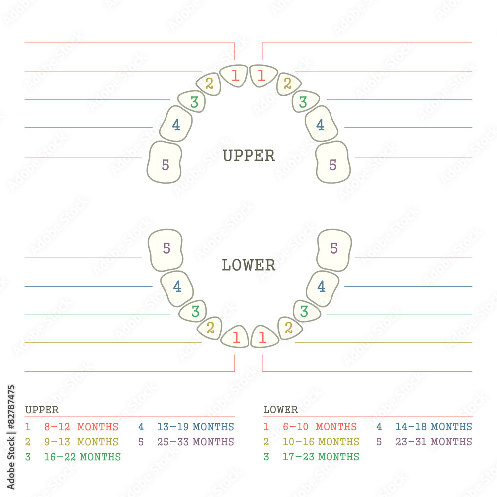 vector dental ilustration, tooth chart, Stock Vector | Adobe Stock