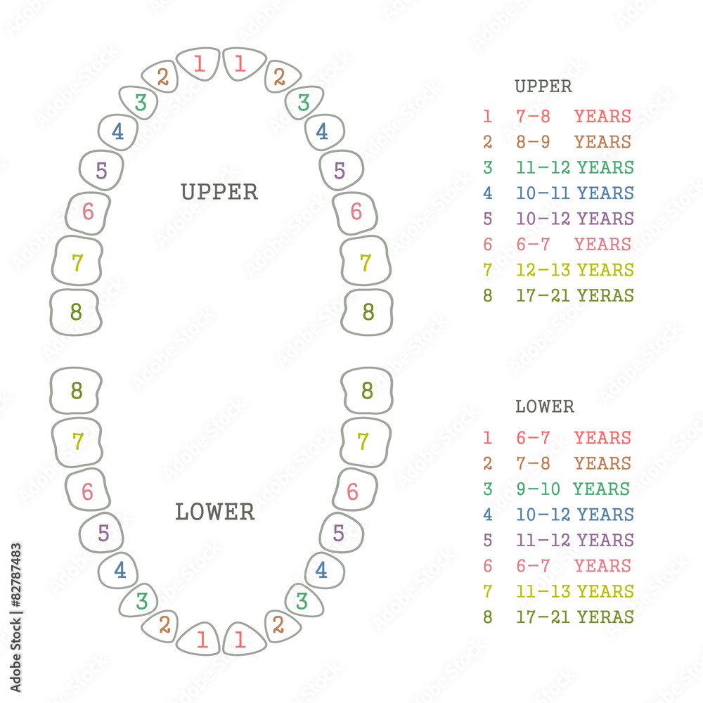 vector dental ilustration, tooth chart, teeth Stock Vector | Adobe Stock