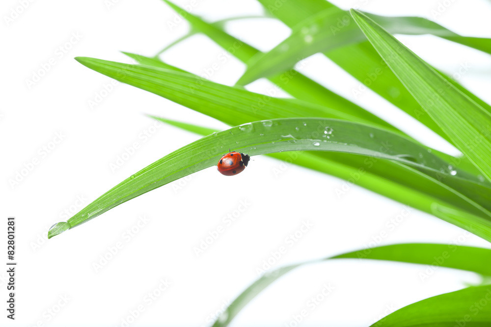 Ladybug on Leaf Stock Photo | Adobe Stock