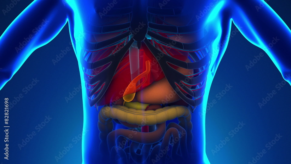 Anatomy of Human Gallbladder - Medical X-Ray Scan Stock Video | Adobe Stock