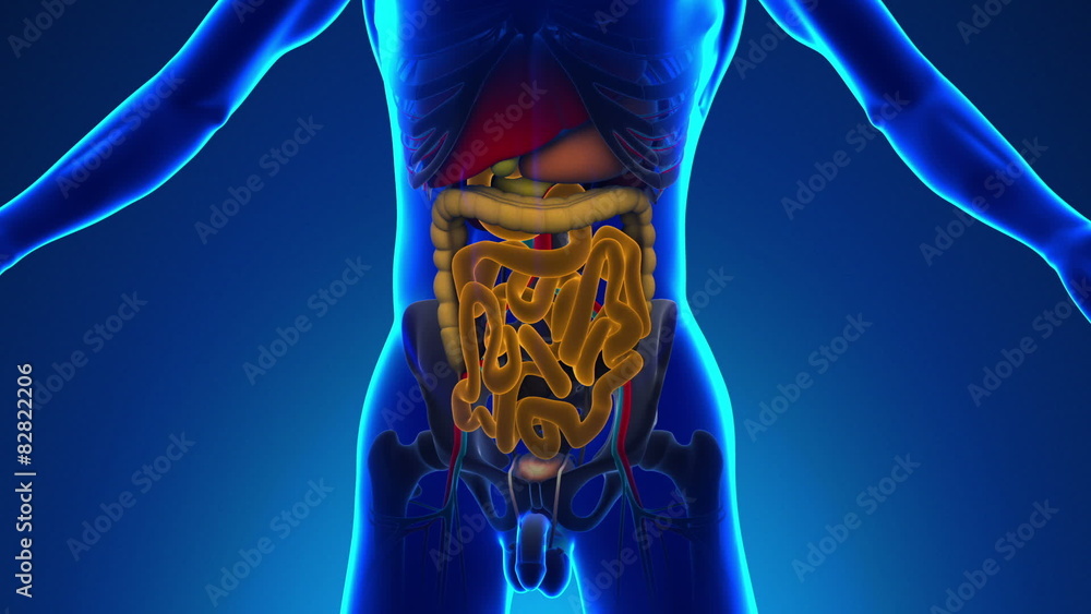 Anatomy of Human Intestine - Medical X-Ray Scan vídeo do Stock | Adobe ...