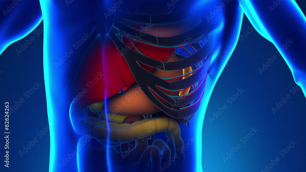 Anatomy of Human Spleen - Medical X-Ray Scan vídeo do Stock | Adobe Stock